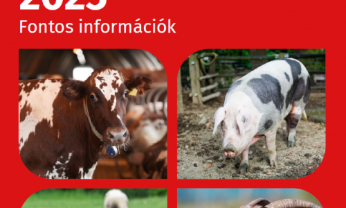 Ragadós száj- és körömfájás 2025 (RSzKF) Tudnivalók | Obec Husiná